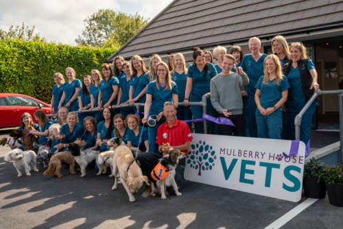 Mulberry House Vets - Your Wokingham & Bracknell Vet Practice